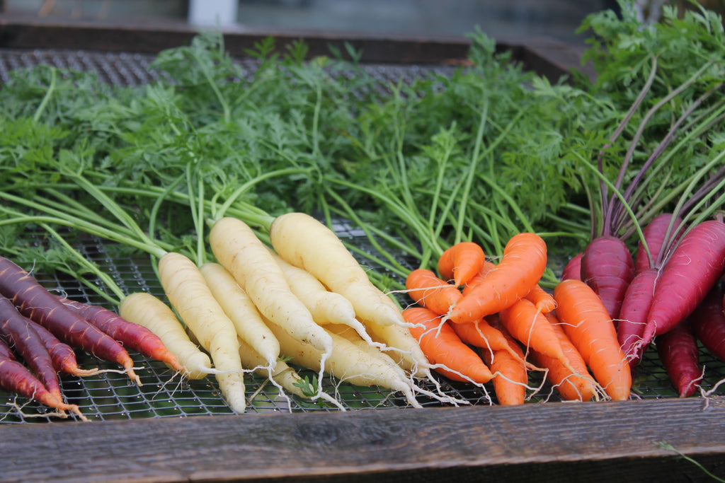 Carrots – Darthia Farm